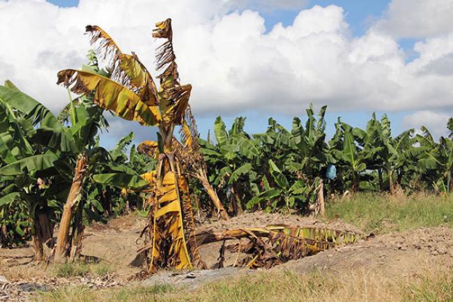 Global efforts needed to stop deadly banana disease, protect industry ...