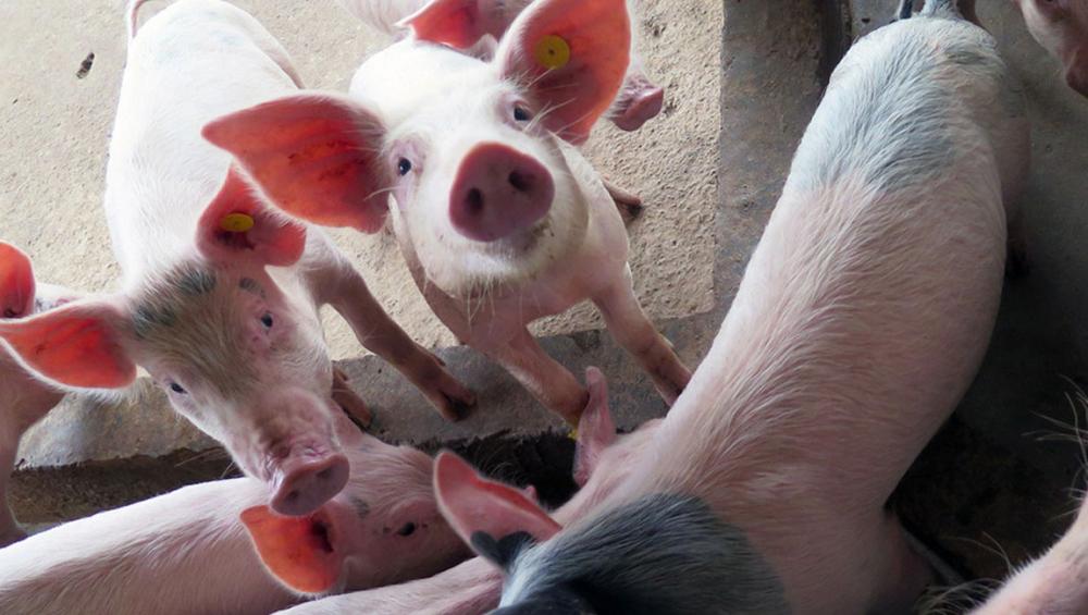 Global cooperation key to eradicating deadly pig virus: UN agency