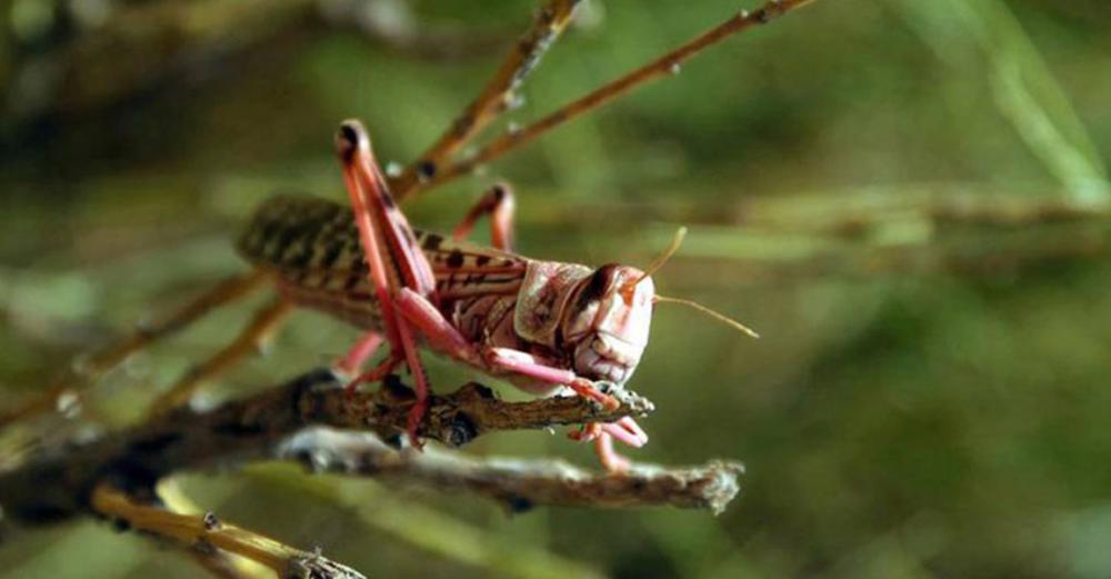 East Africa locusts threaten food insecurity across subregion, alerts ...